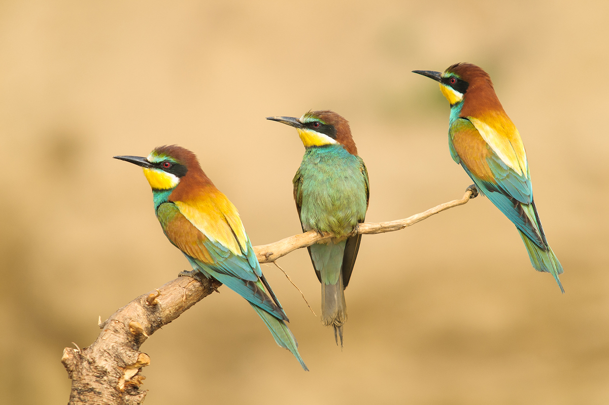 Mestecănișul de la Reci