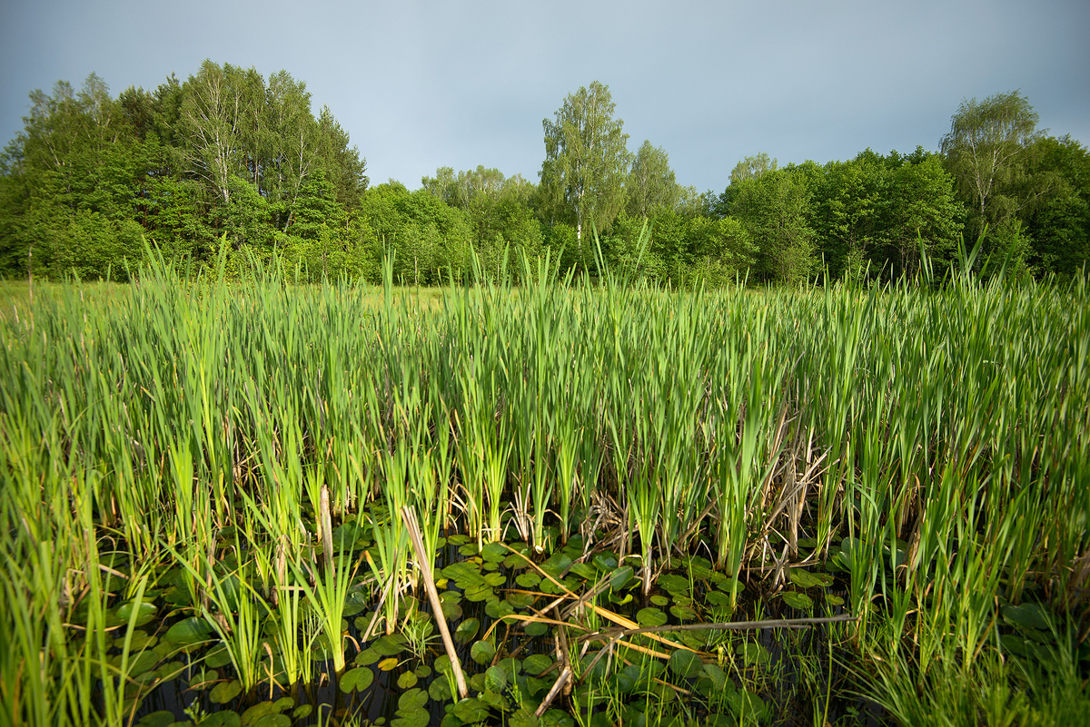 Mestecănișul de la Reci