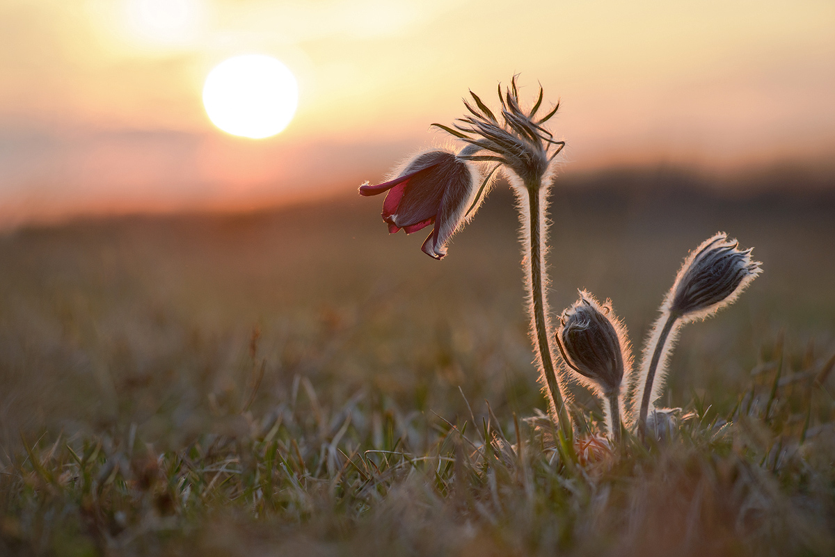 Mestecănișul de la Reci