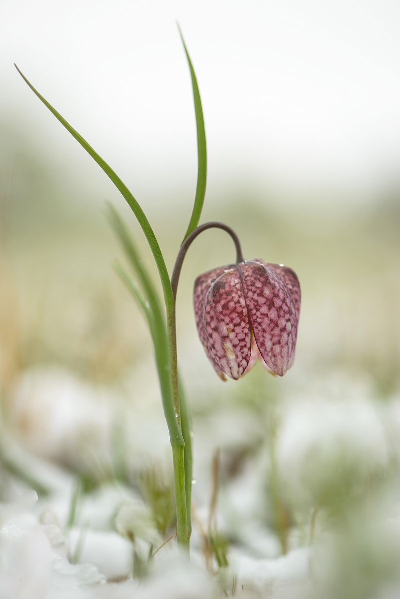 Mestecănișul de la Reci