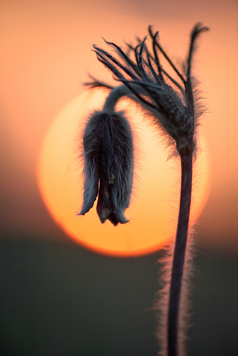 Mestecănișul de la Reci