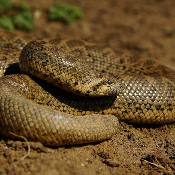 Șerpii din România