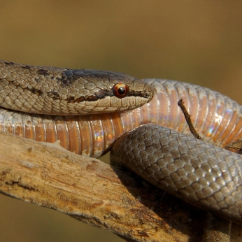 Șerpii din România