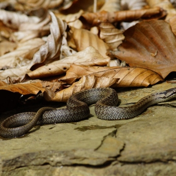 Șerpii din România