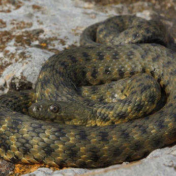 Șerpii din România